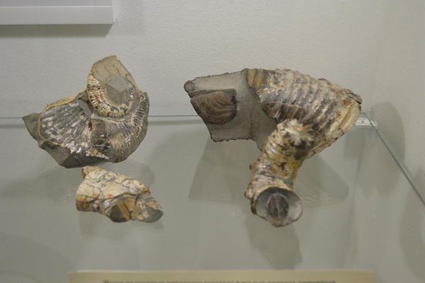 Аптих. Подробное описание экспоната, аудиогид, интересные факты ...