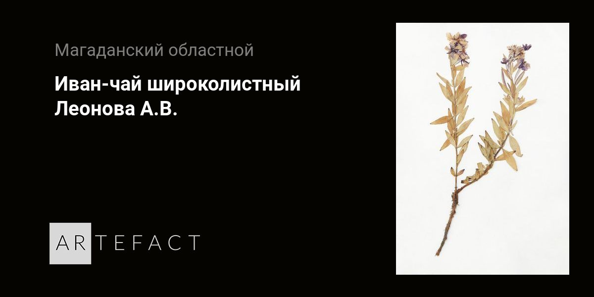 Иван-чай широколистный - Леонова А.В. Подробное описание экспоната ...